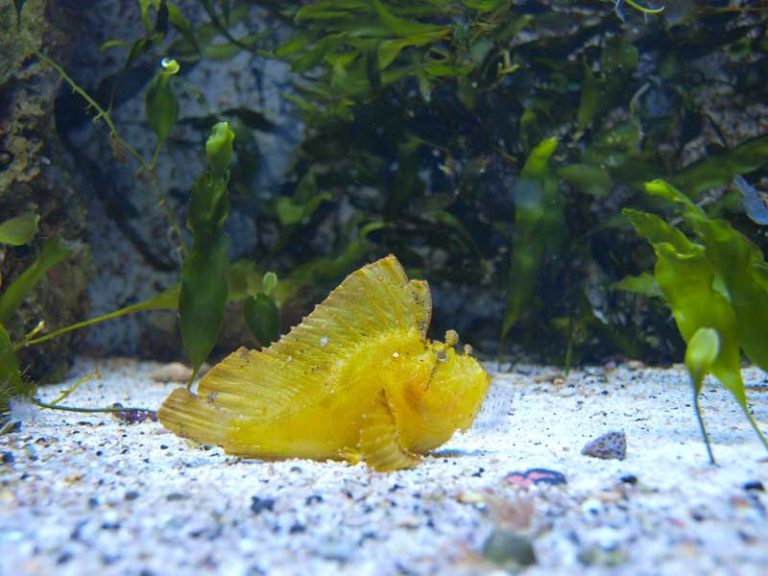 sortie-aquarium-espece-poisson-feuille-taenionotus-triacanthus-aquarium ...