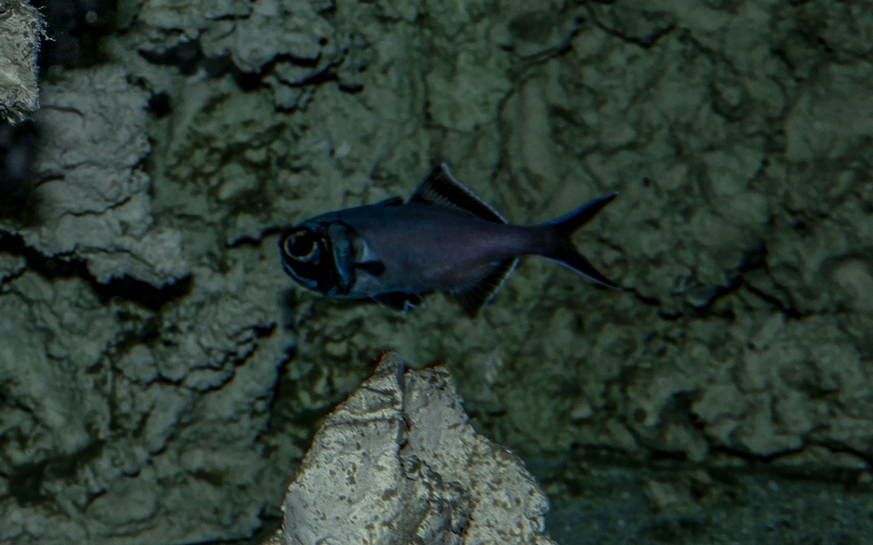 flashlight fish - Aquarium de Vendée
