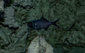 flashlight fish - Aquarium de Vendée