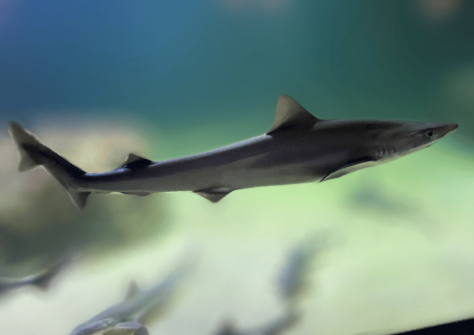 Sortie Aquarium de Vendée - 500 espèces d'animaux marins à découvrir