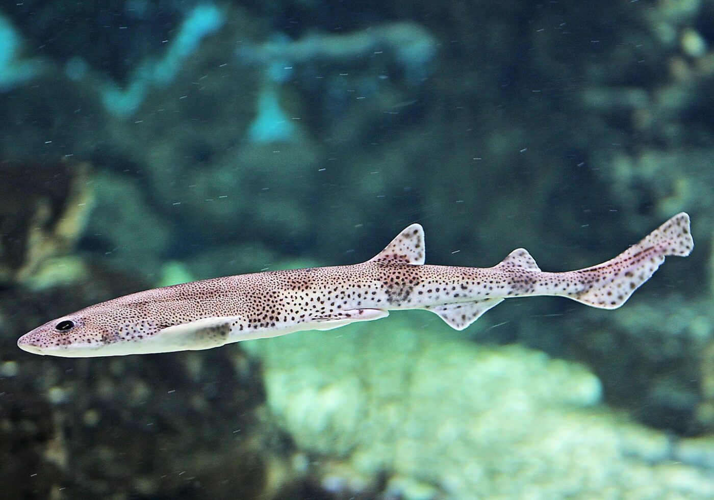 Scyliorhinus canicula - Aquarium de Vendée