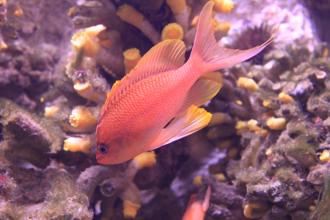 ATELIER "C'EST QUOI UN POISSON ?" - Aquarium de Vendée